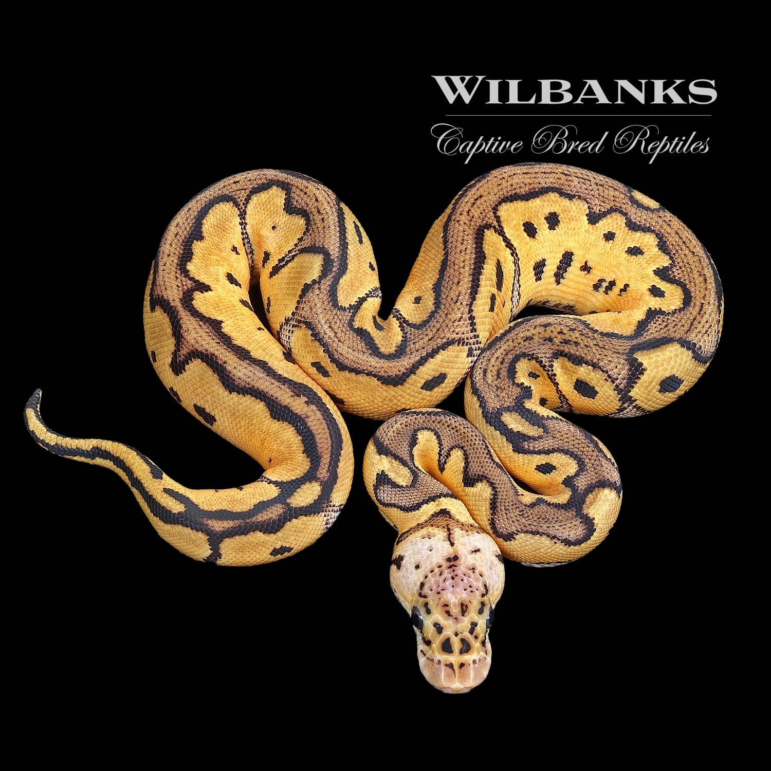 Pastel Clown Ball Python by Wilbanks Captive Bred Reptiles - MorphMarket