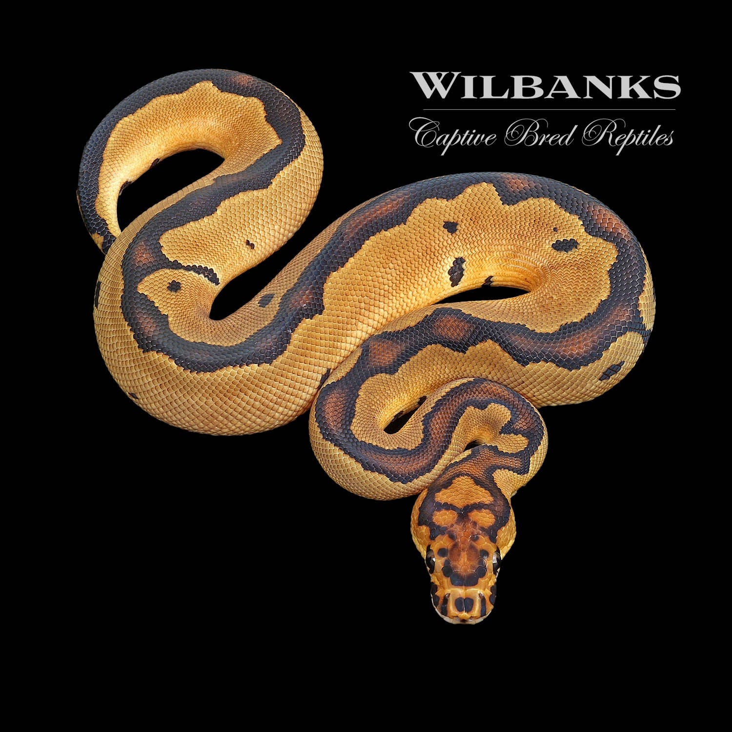 Blade Clown Ball Python by Wilbanks Captive Bred Reptiles - MorphMarket