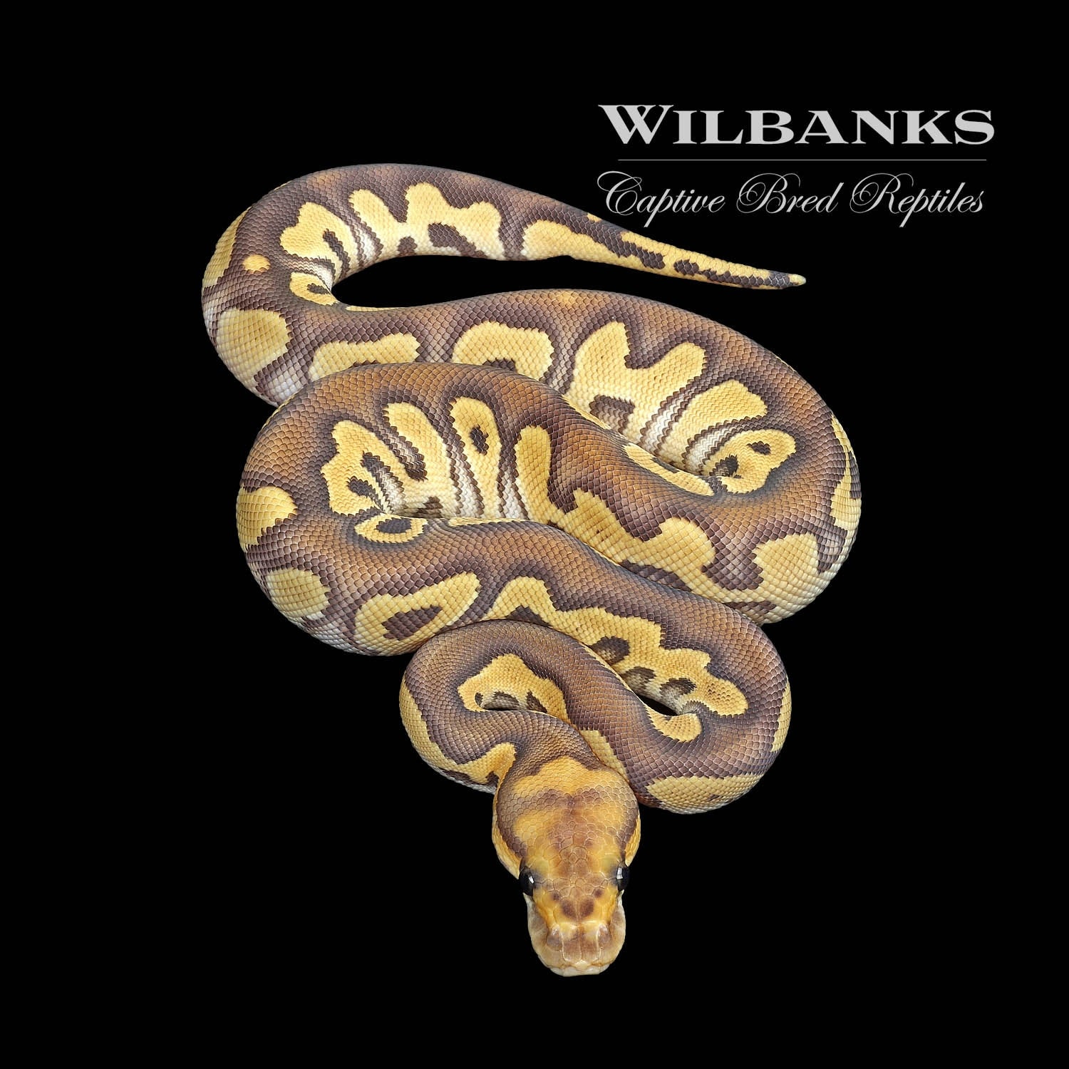 Mojave Clown Ball Python by Wilbanks Captive Bred Reptiles - MorphMarket