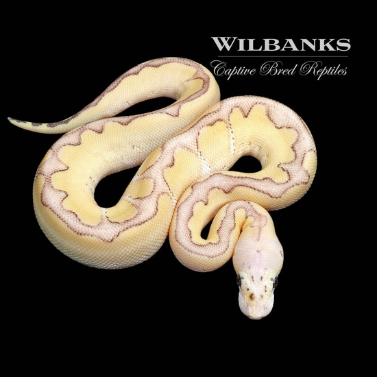 ButterFly Clown Ball Python by Wilbanks Captive Bred Reptiles