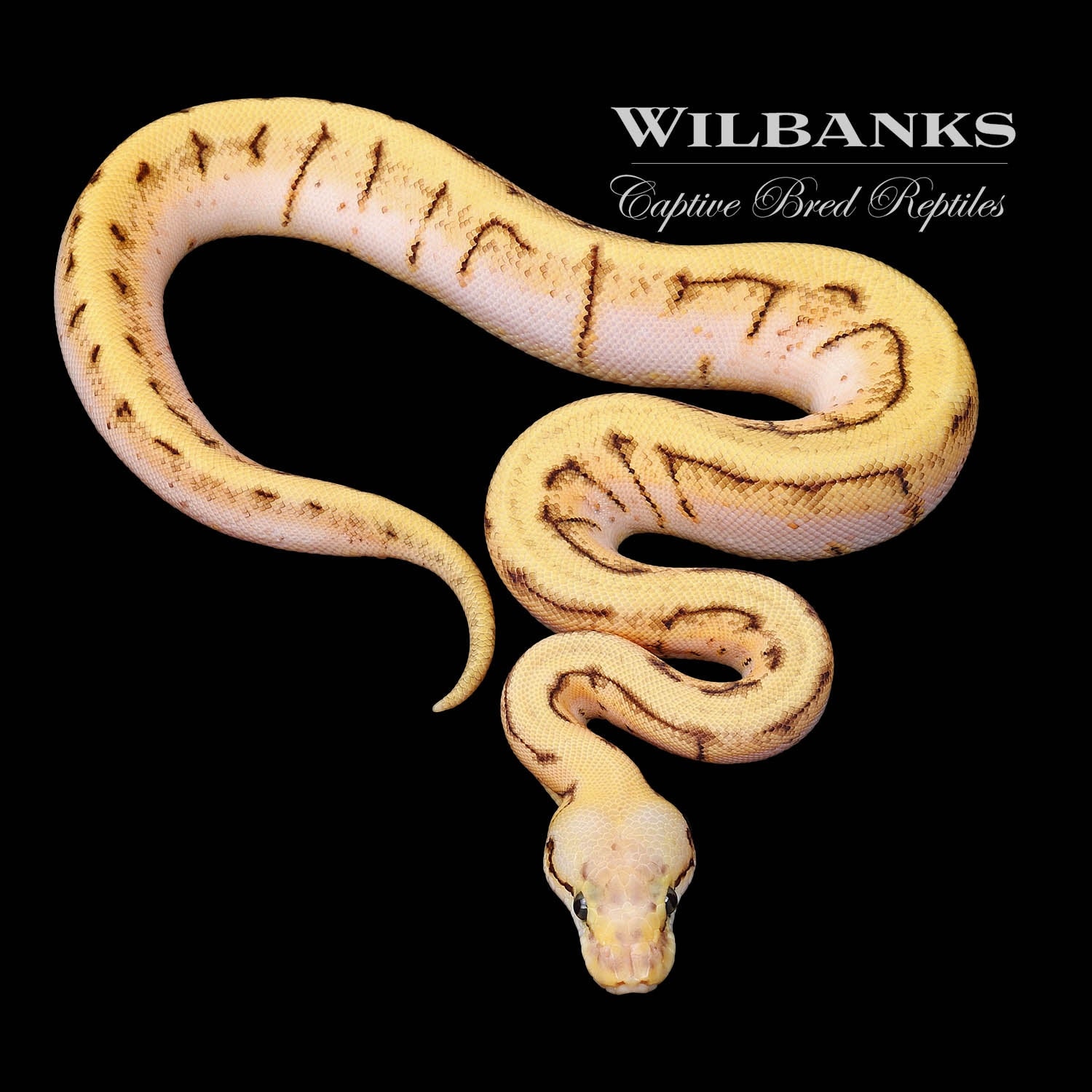 Spinner Blast Ball Python by Wilbanks Captive Bred Reptiles - MorphMarket