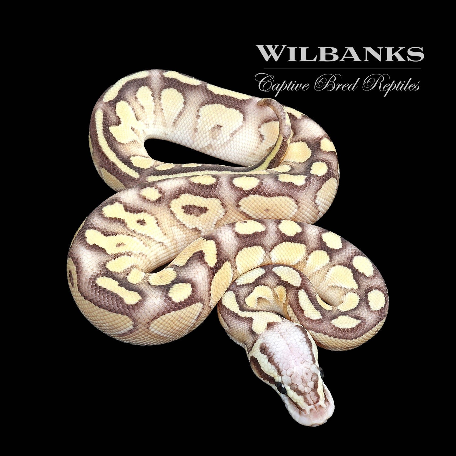 ButterFly 100% Het. Clown Ball Python by Wilbanks Captive Bred Reptiles ...