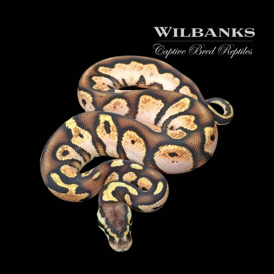 Pastel Sugar Ball Python by Wilbanks Captive Bred Reptiles
