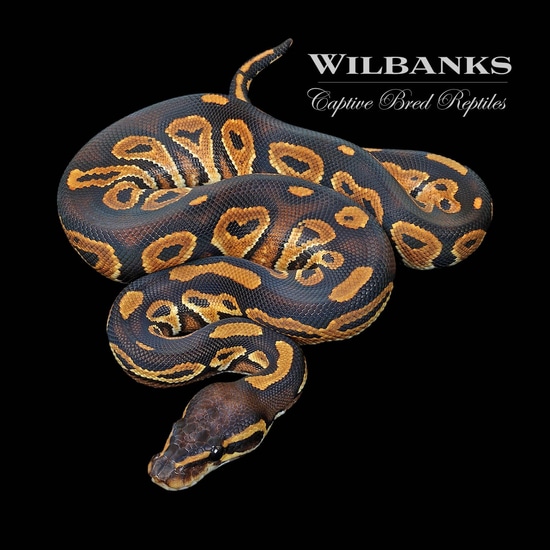 Blackhead 100% Het. Lavender Albino Ball Python by Wilbanks Captive ...