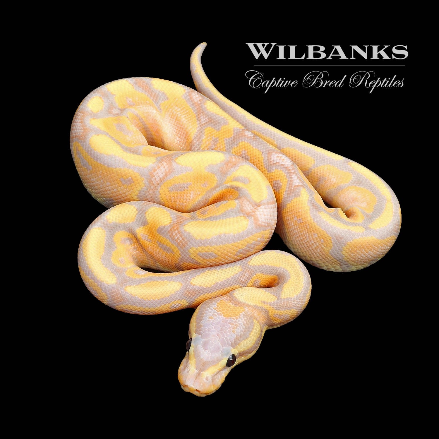Banana Fire Ball Python by Wilbanks Captive Bred Reptiles - MorphMarket