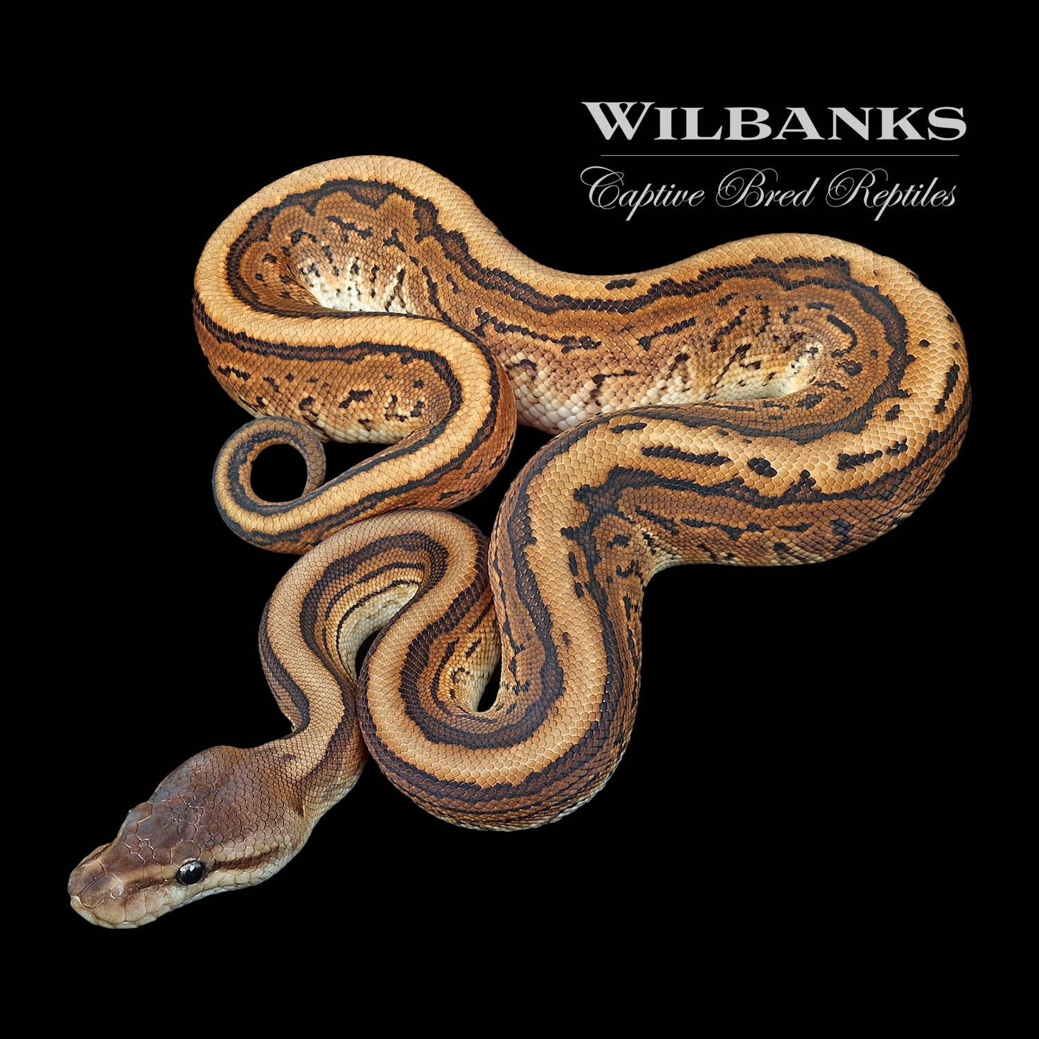 Cinnamon Pinstripe Ball Python by Wilbanks Captive Bred Reptiles ...