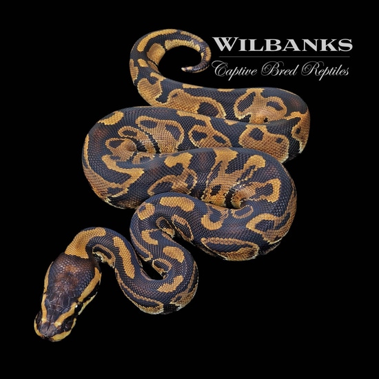 Sable Ball Python by Wilbanks Captive Bred Reptiles