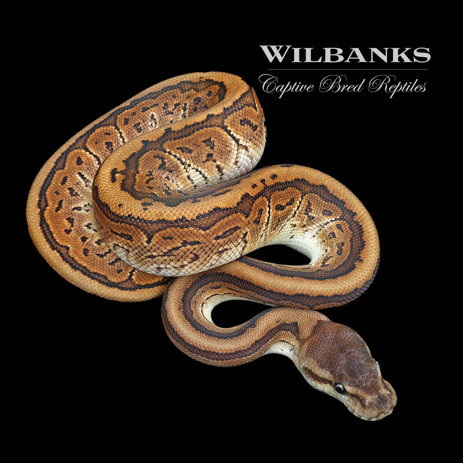Cinnamon Pinstripe Ball Python by Wilbanks Captive Bred Reptiles ...