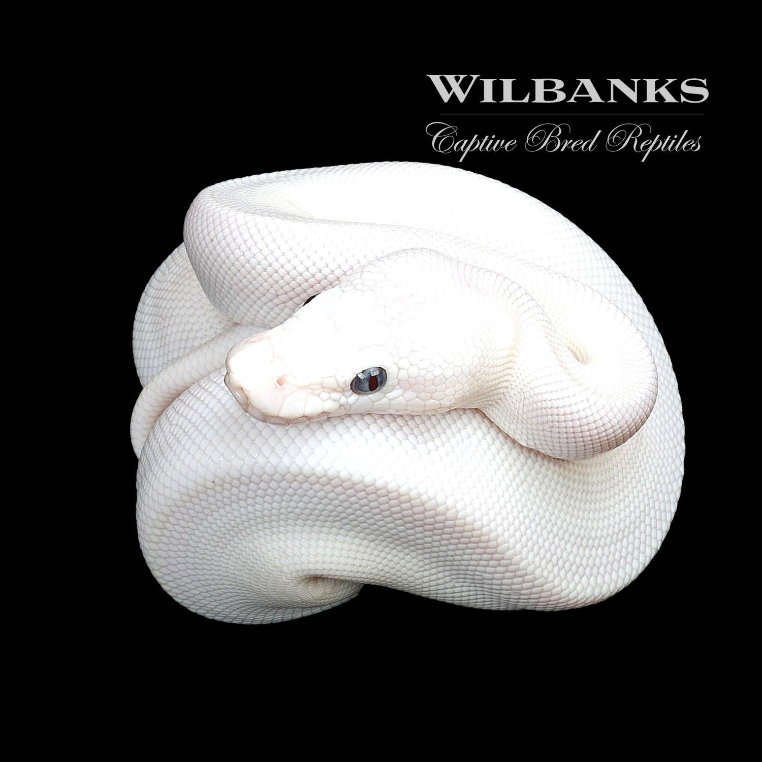 Blue Eyed Lucy (Butter Mojave) Ball Python by Wilbanks Captive Bred ...