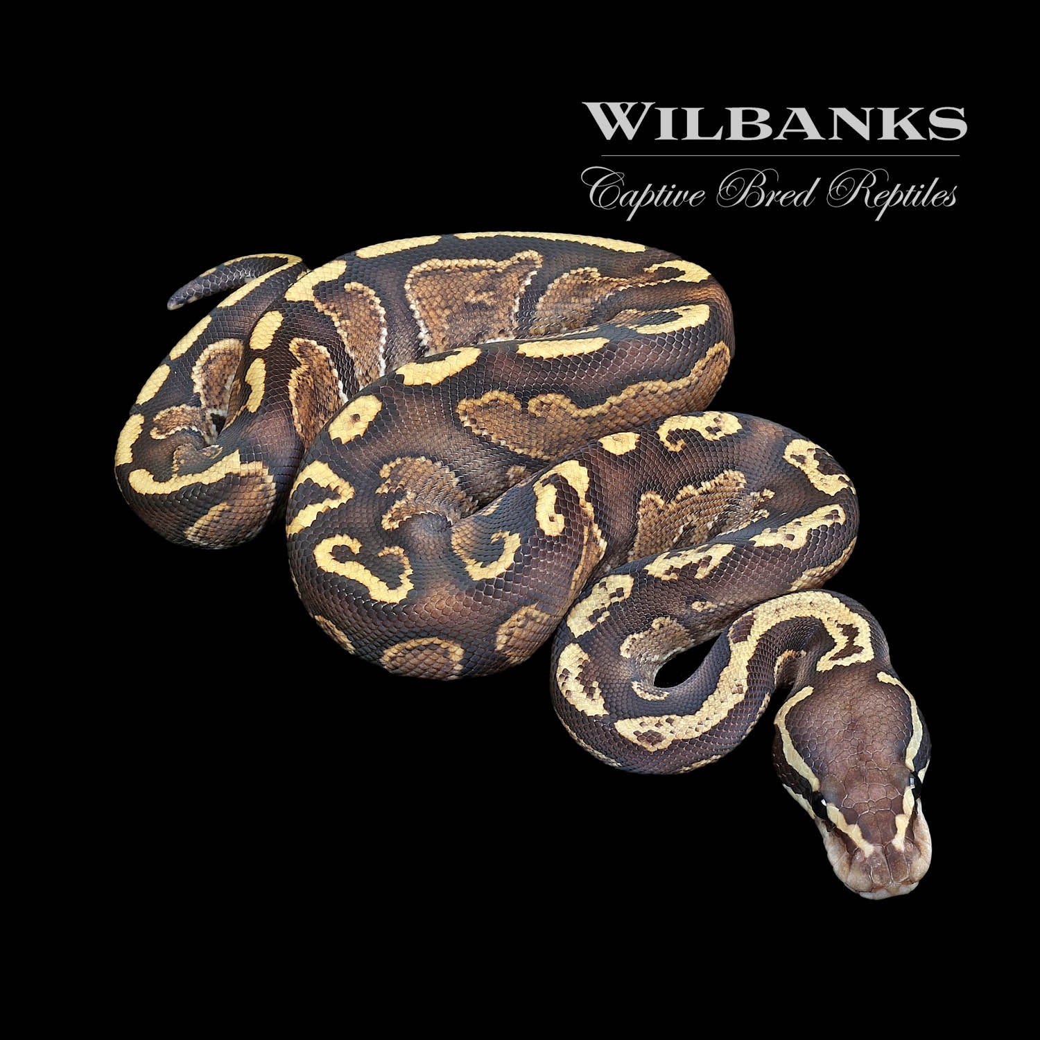 GHI Fire Ball Python by Wilbanks Captive Bred Reptiles - MorphMarket