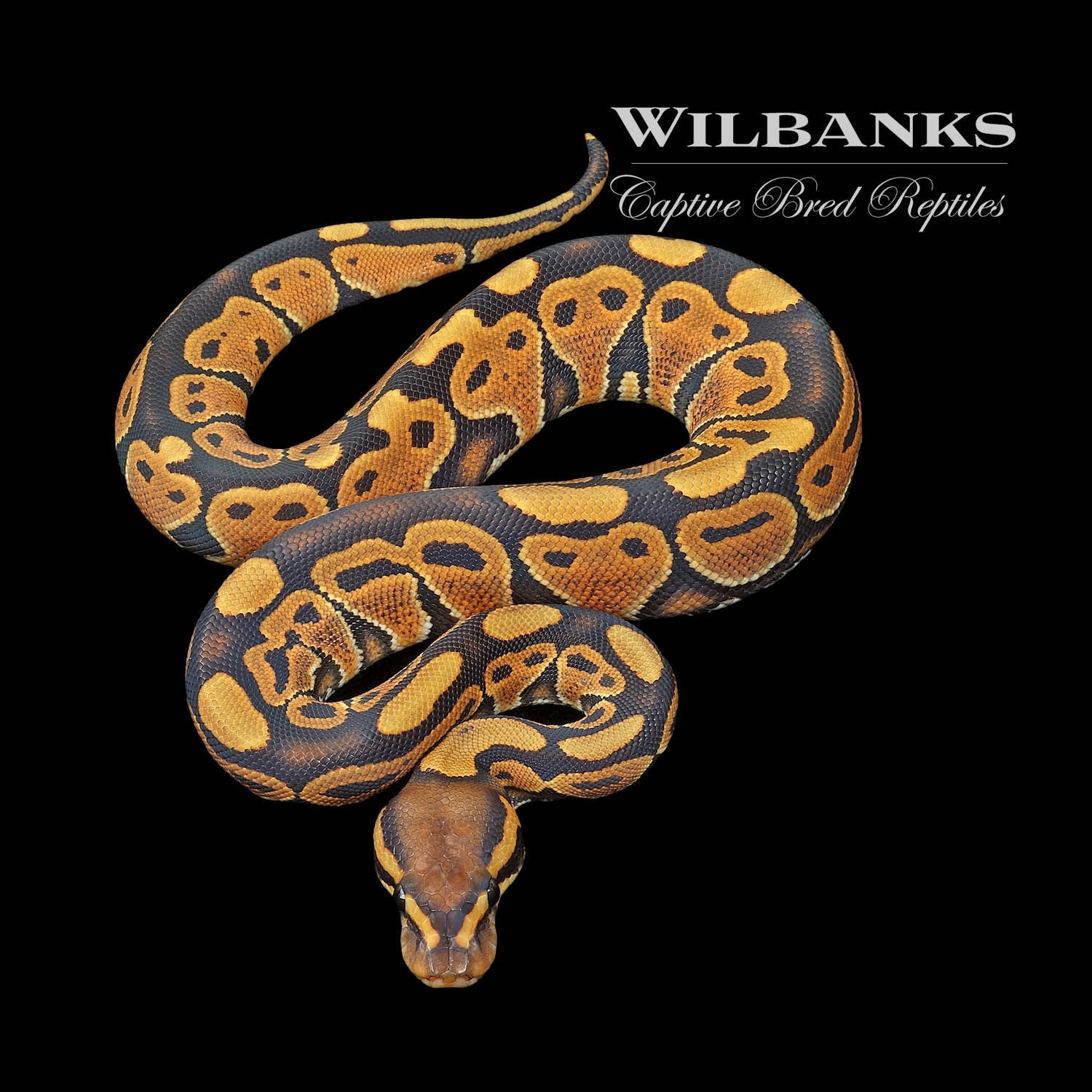 Orange Crush Ball Python by Wilbanks Captive Bred Reptiles - MorphMarket