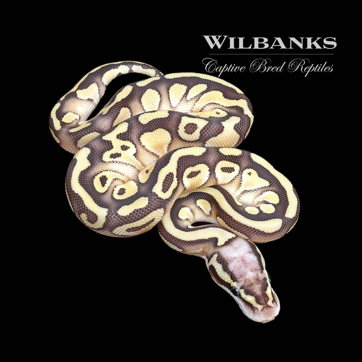 Pastel Butter 100% Het. Clown Ball Python by Wilbanks Captive Bred ...