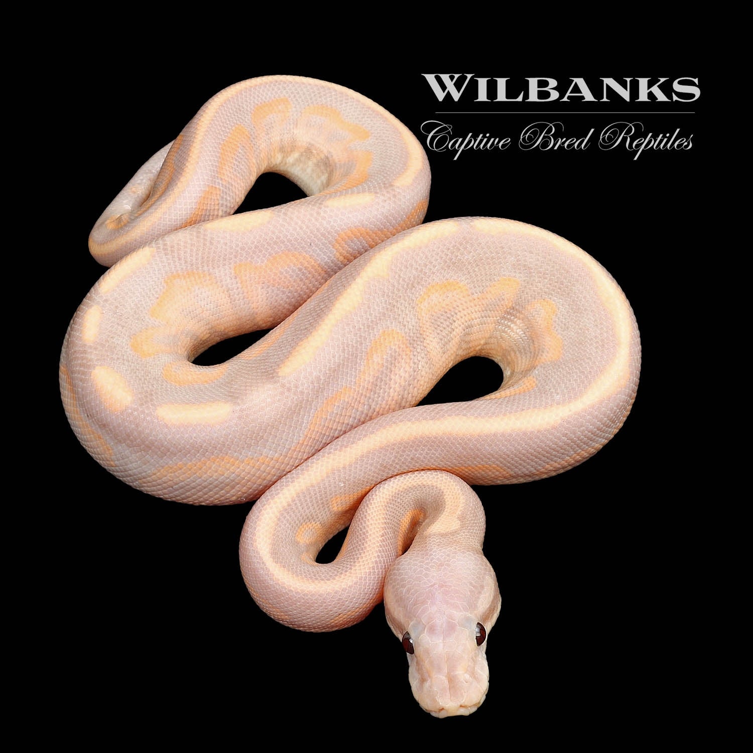Banana Cinnamon Fire Ball Python by Wilbanks Captive Bred Reptiles ...