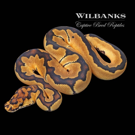 Blade Clown Ball Python by Wilbanks Captive Bred Reptiles