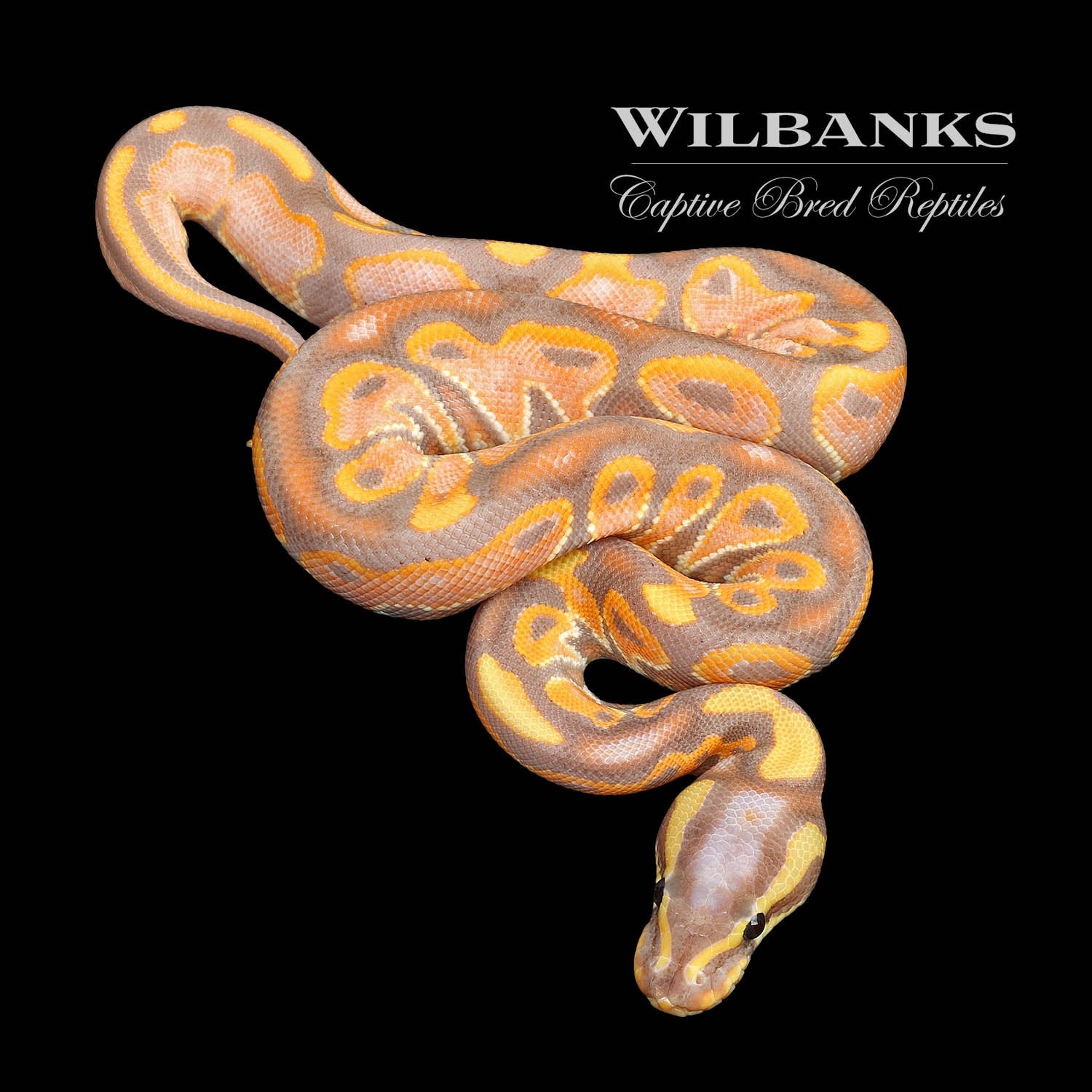 Banana Black Pastel Enchi Ball Python by Wilbanks Captive Bred Reptiles ...