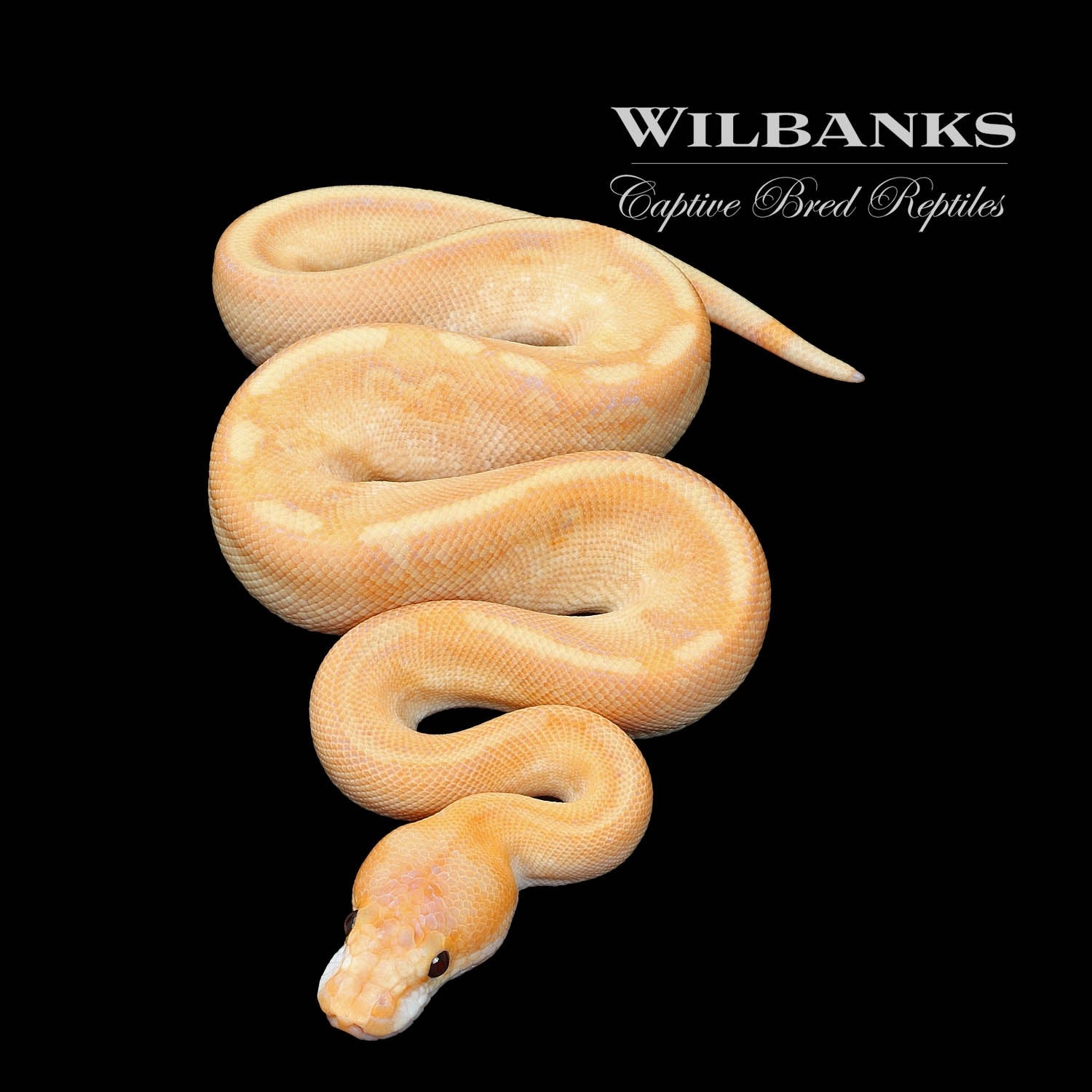 Banana Champagne Ball Python by Wilbanks Captive Bred Reptiles ...