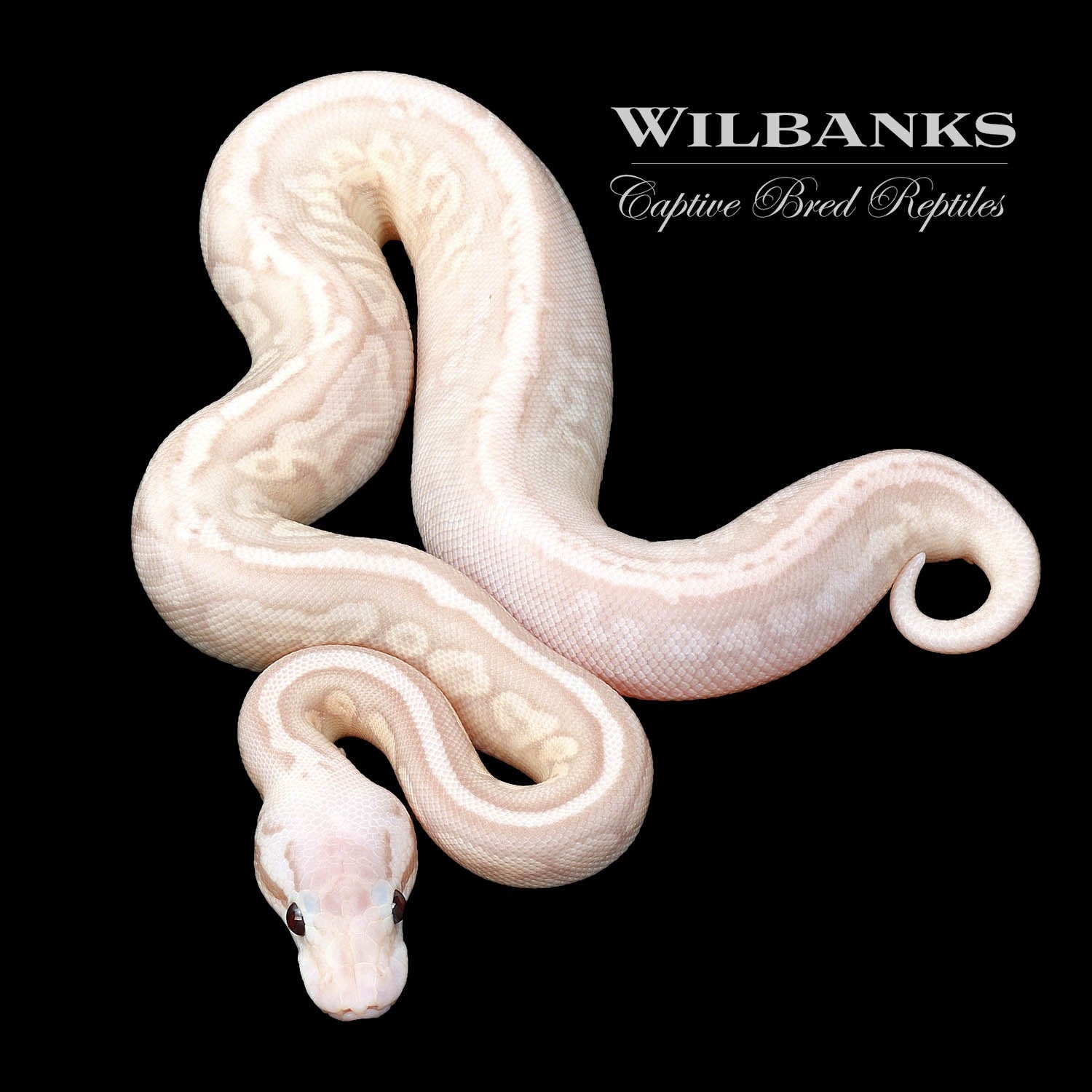 Banana Pewter Fire Spotnose Ball Python by Wilbanks Captive Bred ...