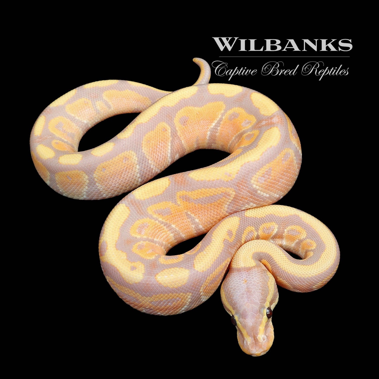 Banana Fire Ball Python by Wilbanks Captive Bred Reptiles - MorphMarket