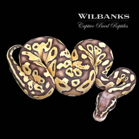 Pastel Butter Yellow Belly Or Asphalt Ball Python by Wilbanks Captive ...