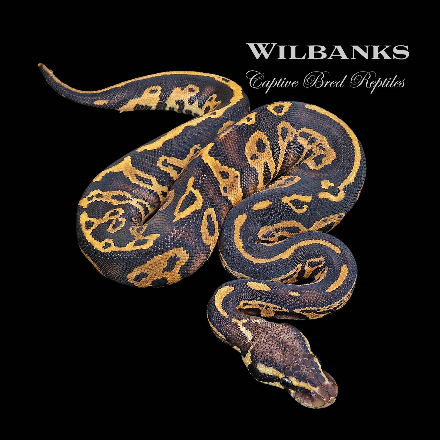 Blackhead Leopard Pastel Ball Python by Wilbanks Captive Bred Reptiles ...
