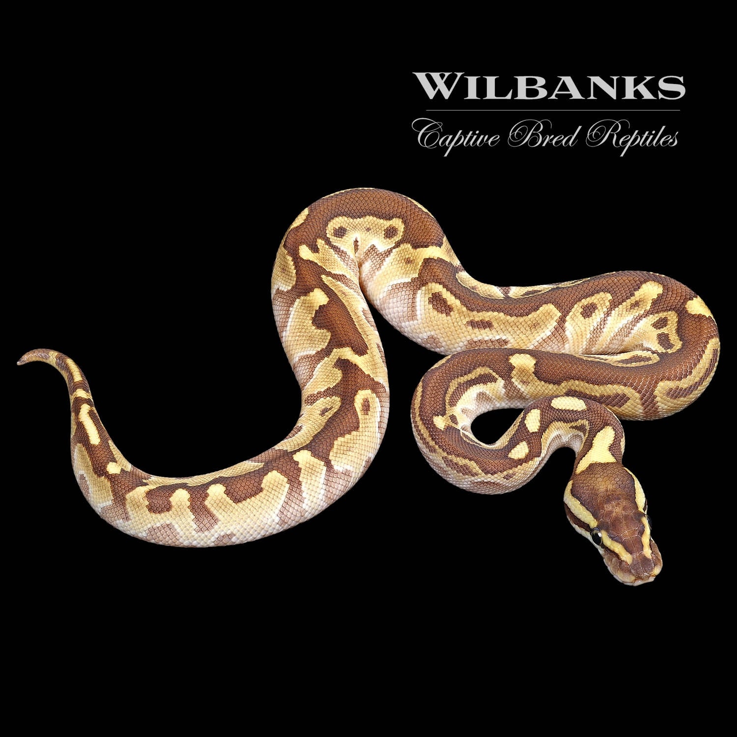 Butter Enchi Sable Ball Python by Wilbanks Captive Bred Reptiles ...