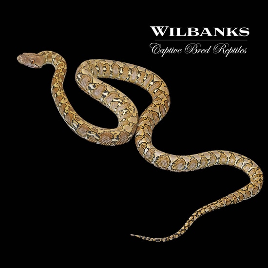 100% Pure Dwarf Jampea Reticulated Python by Wilbanks Captive Bred Reptiles