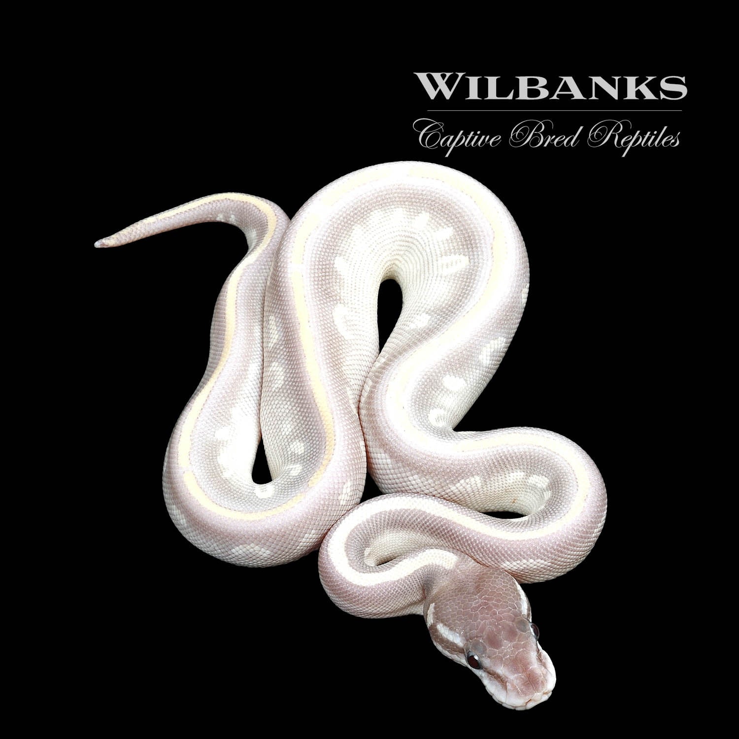 Purple Passion Ball Python by Wilbanks Captive Bred Reptiles - MorphMarket