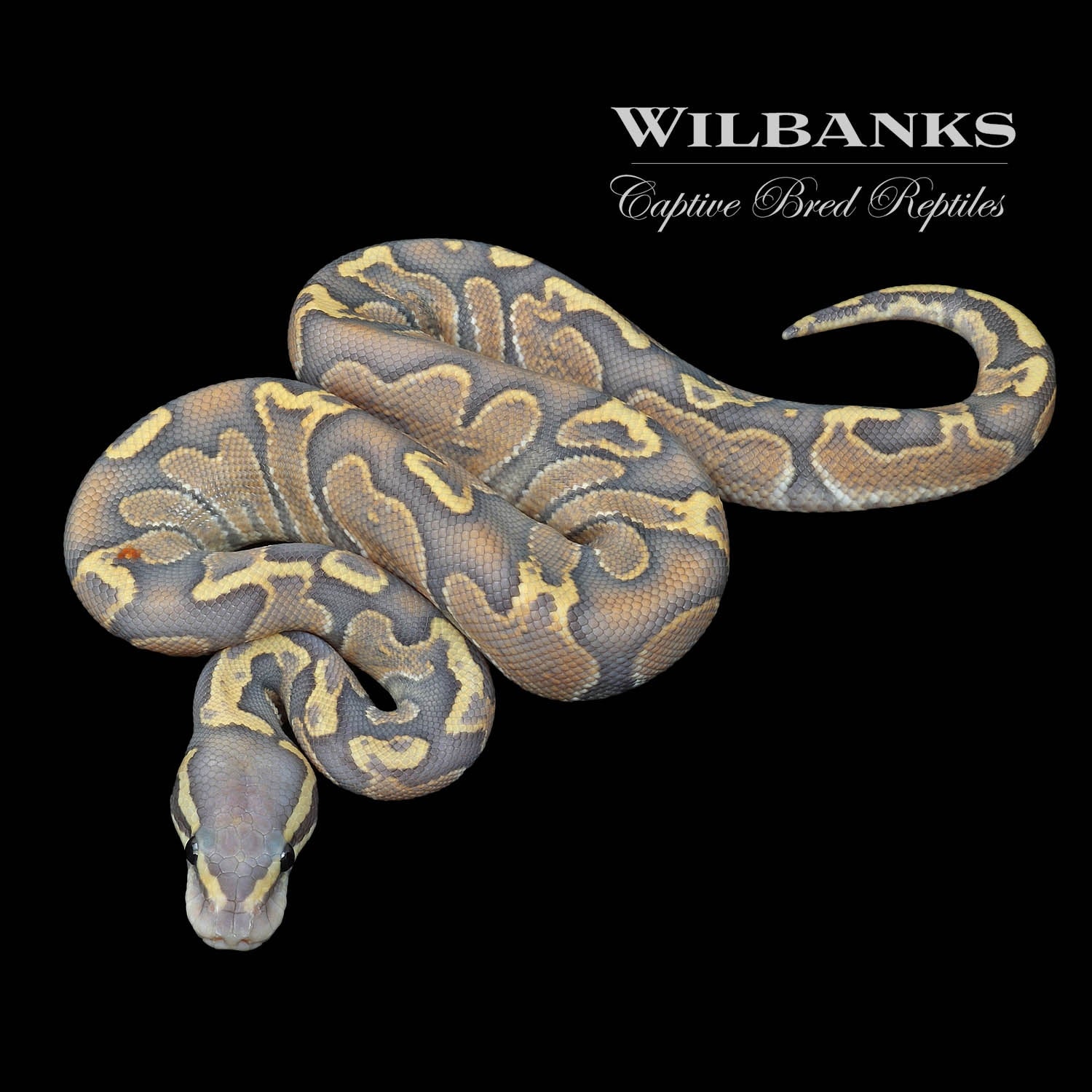 GHI Fire Ghost Ball Python by Wilbanks Captive Bred Reptiles - MorphMarket