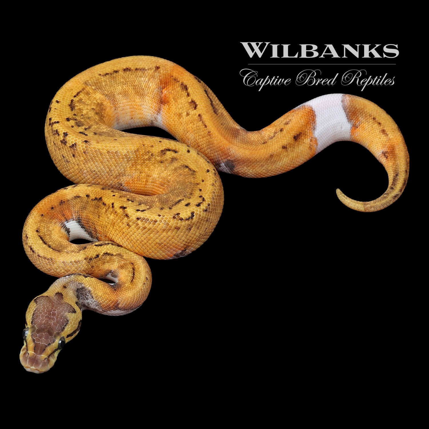 Lemon Blast Pied Ball Python by Wilbanks Captive Bred Reptiles ...