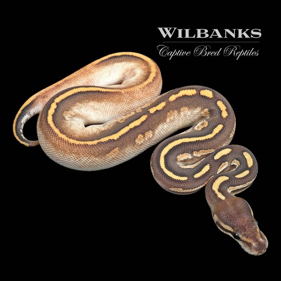 Black Pastel Mojave Granite Fire Sugar Ball Python by Wilbanks Captive ...