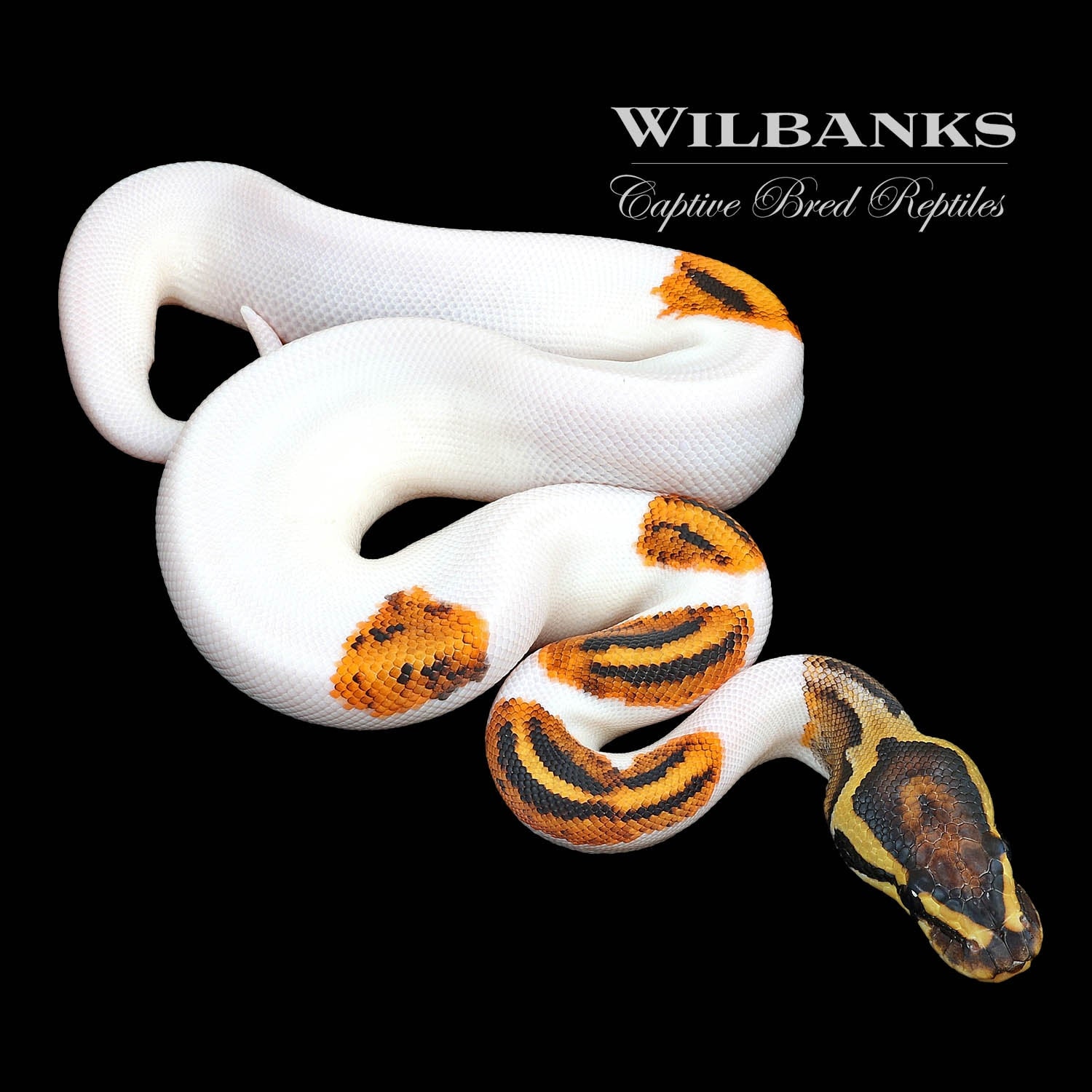 Yellow Belly Pied Ball Python by Wilbanks Captive Bred Reptiles ...