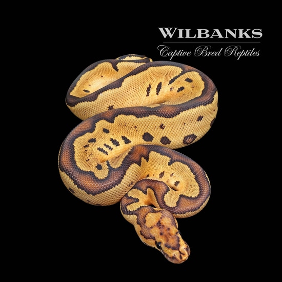 Fire Blade Clown Ball Python by Wilbanks Captive Bred Reptiles