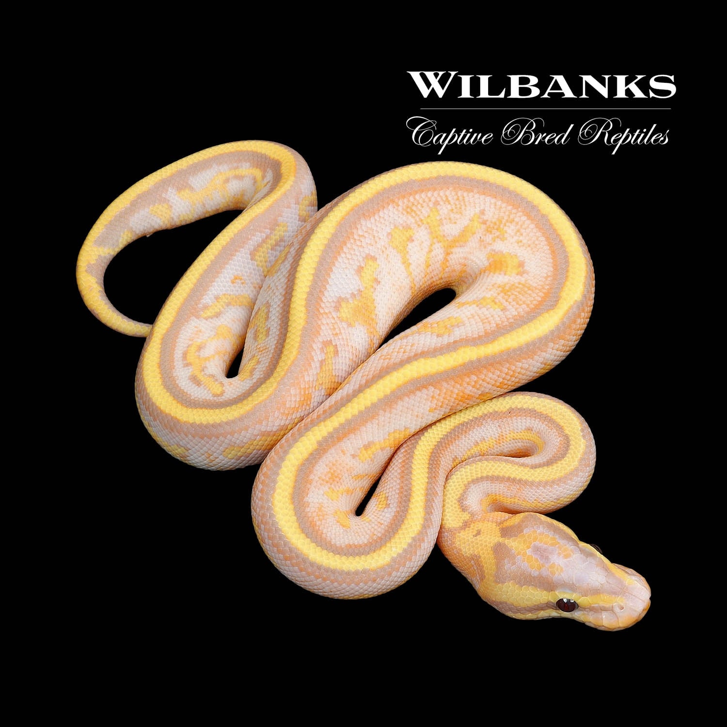 Banana Orange Dream Super Stripe Ball Python by Wilbanks Captive Bred ...