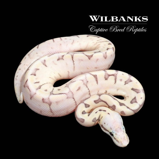 Killer Fire Bee Ball Python by Wilbanks Captive Bred Reptiles
