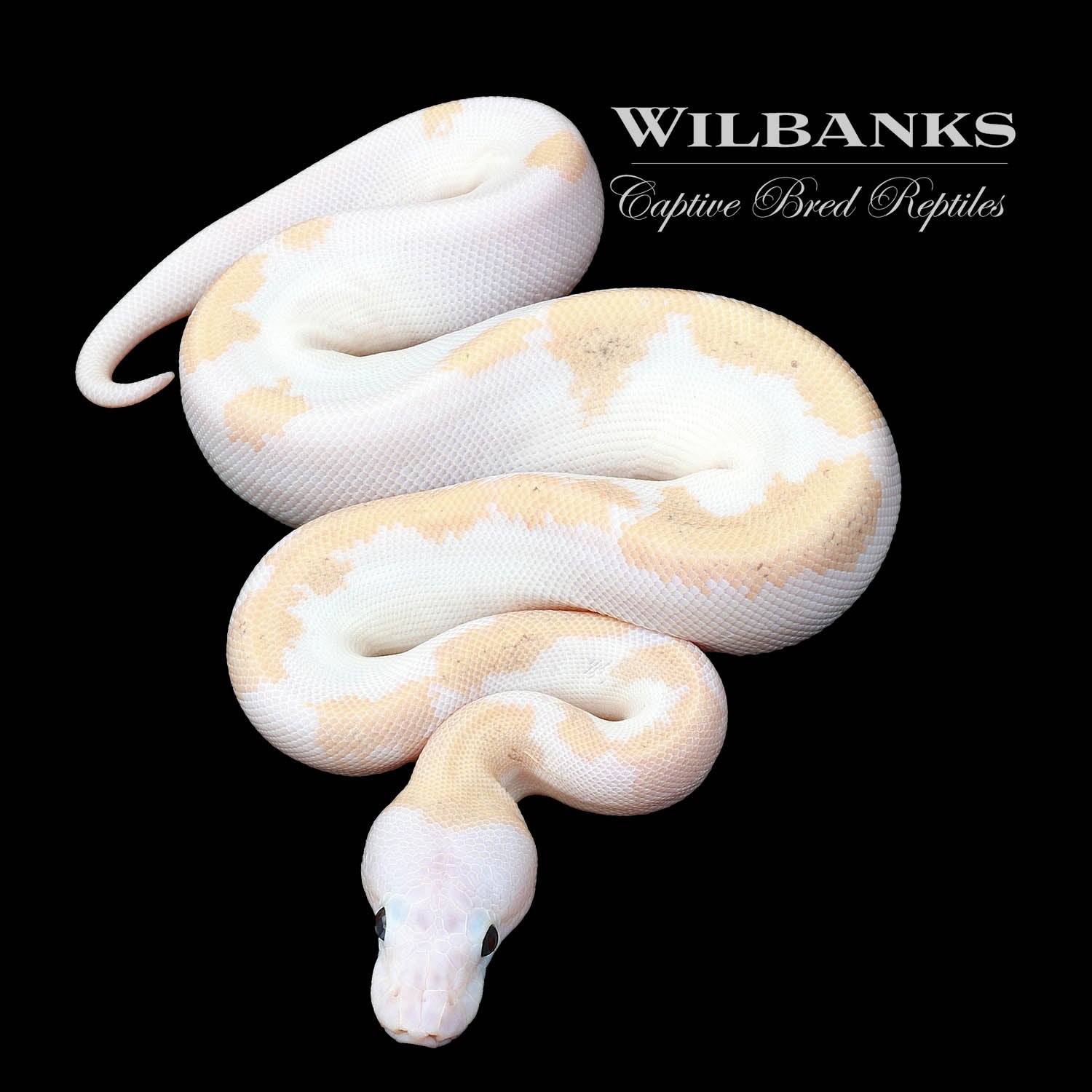 Super Fire Ball Python by Wilbanks Captive Bred Reptiles - MorphMarket