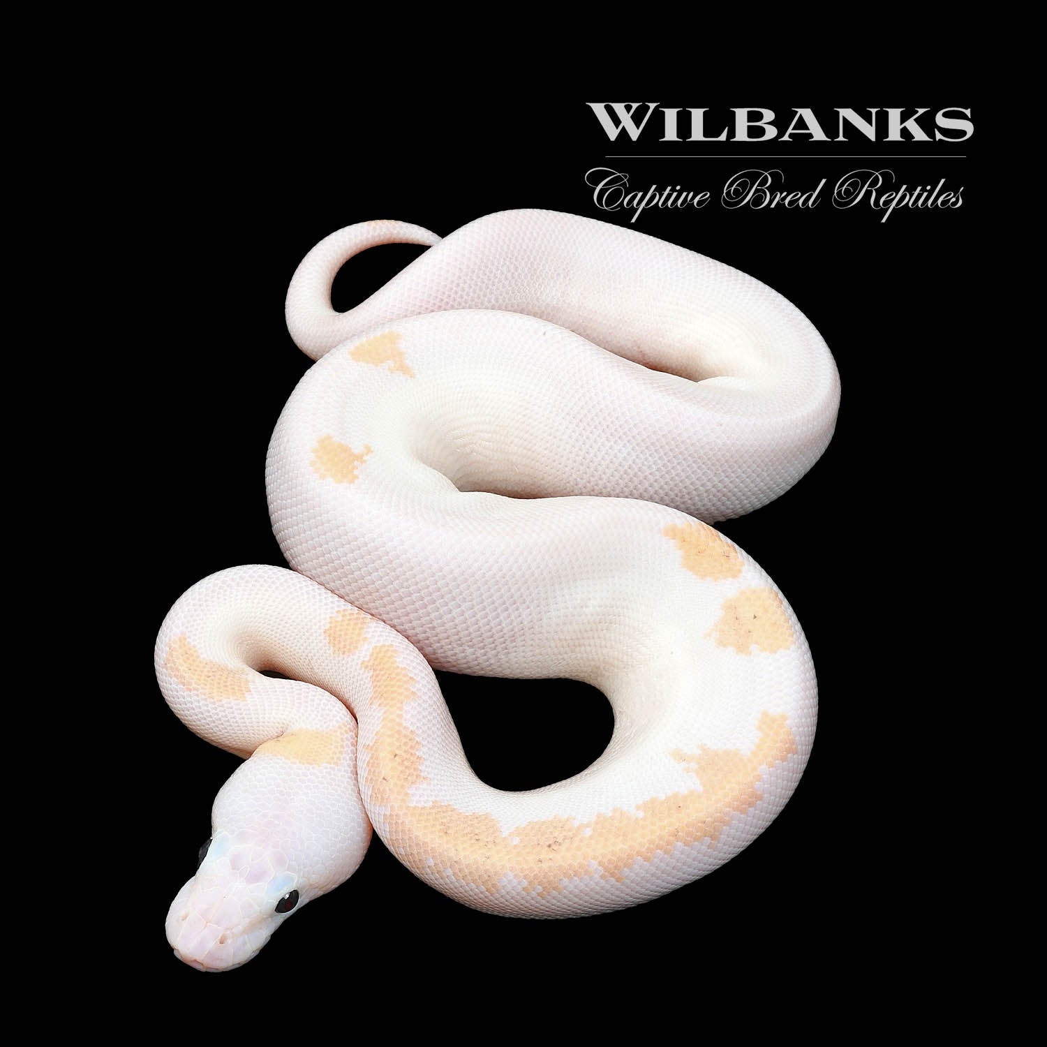 Super Fire Ball Python by Wilbanks Captive Bred Reptiles - MorphMarket