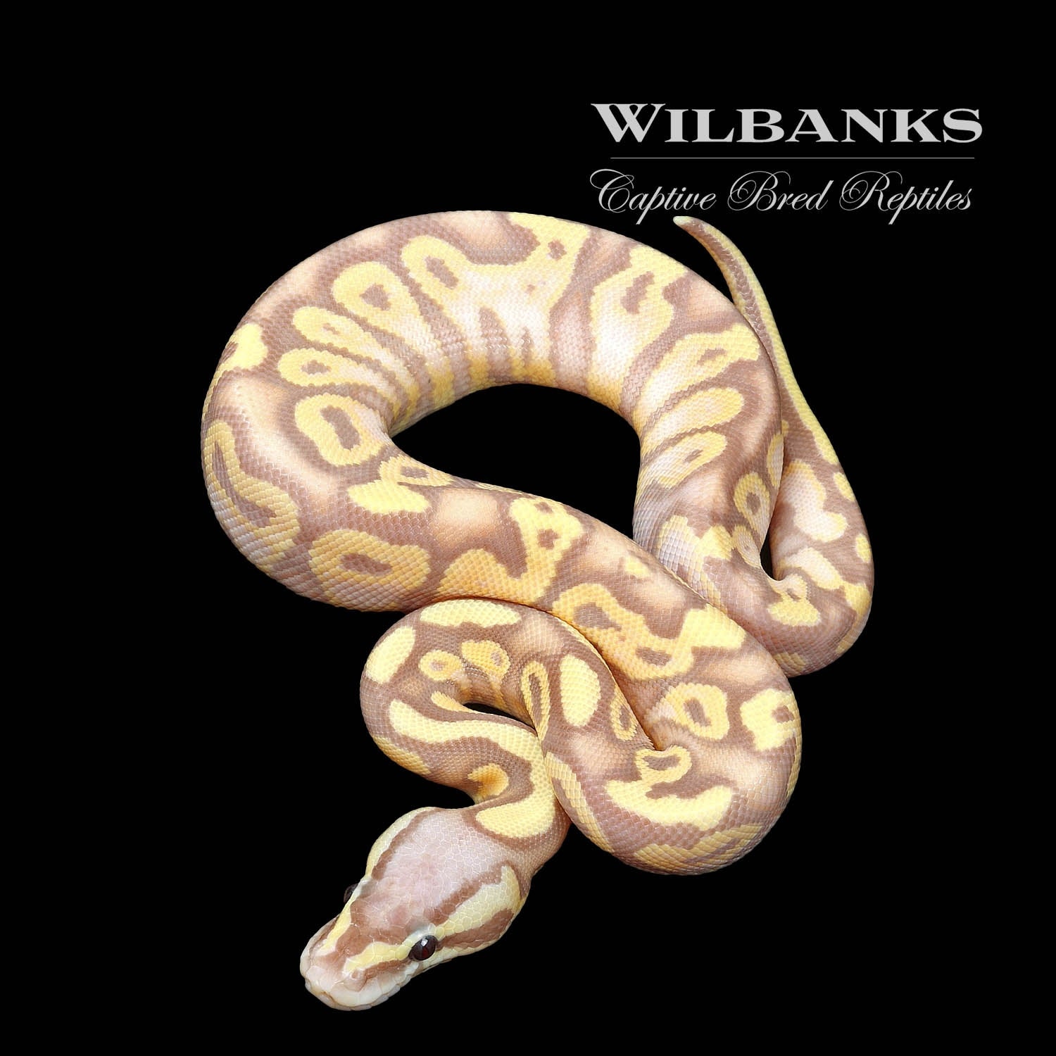 Banana Pastel Yellow Belly Ball Python by Wilbanks Captive Bred ...