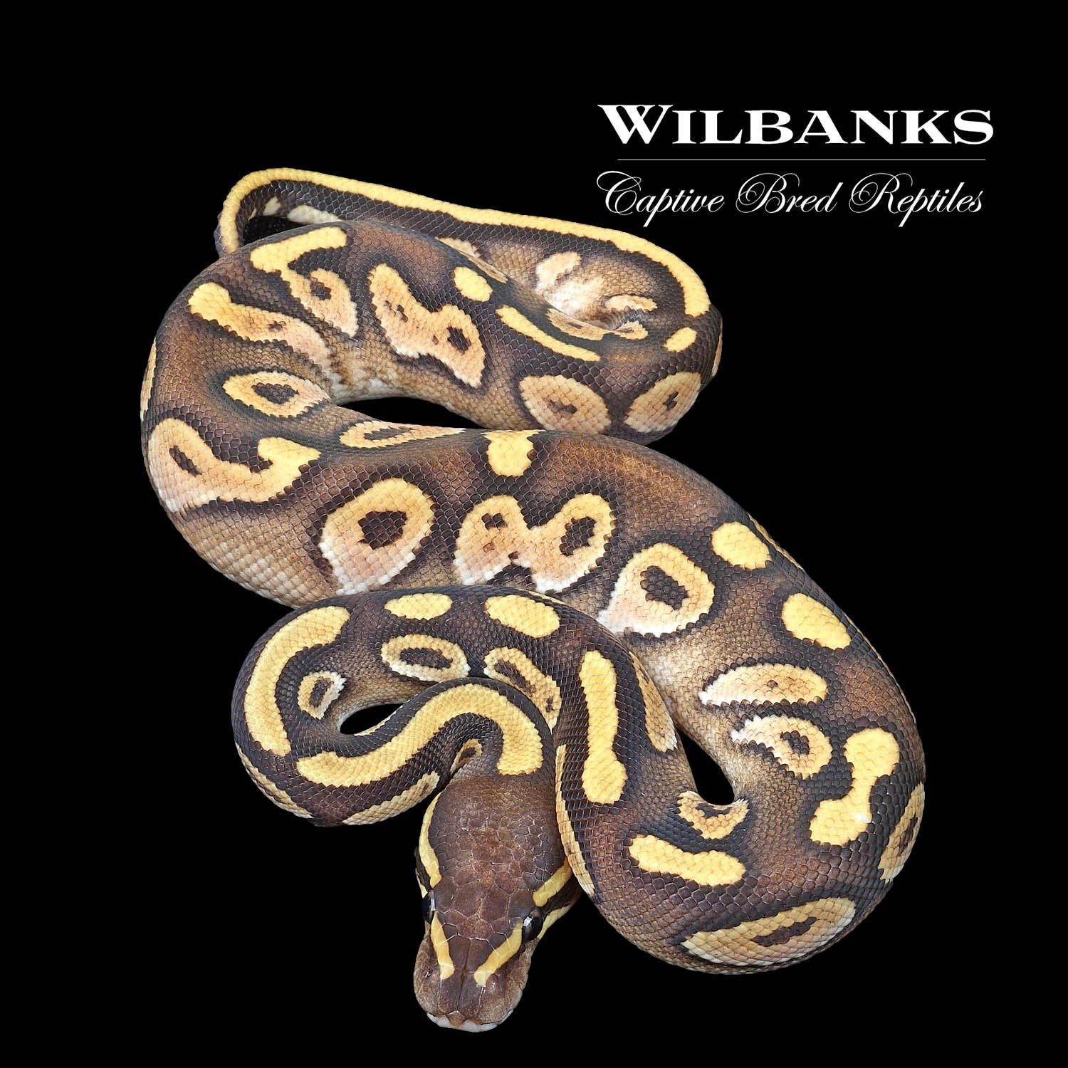 Fire Mojave Sugar Ball Python by Wilbanks Captive Bred Reptiles ...