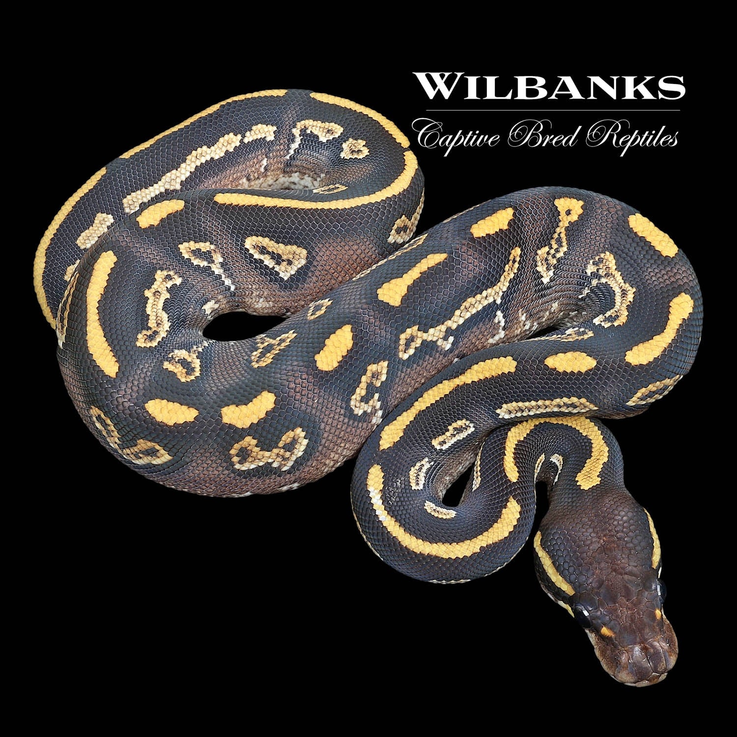 Blackhead Phantom Yellow Belly Ball Python by Wilbanks Captive Bred ...