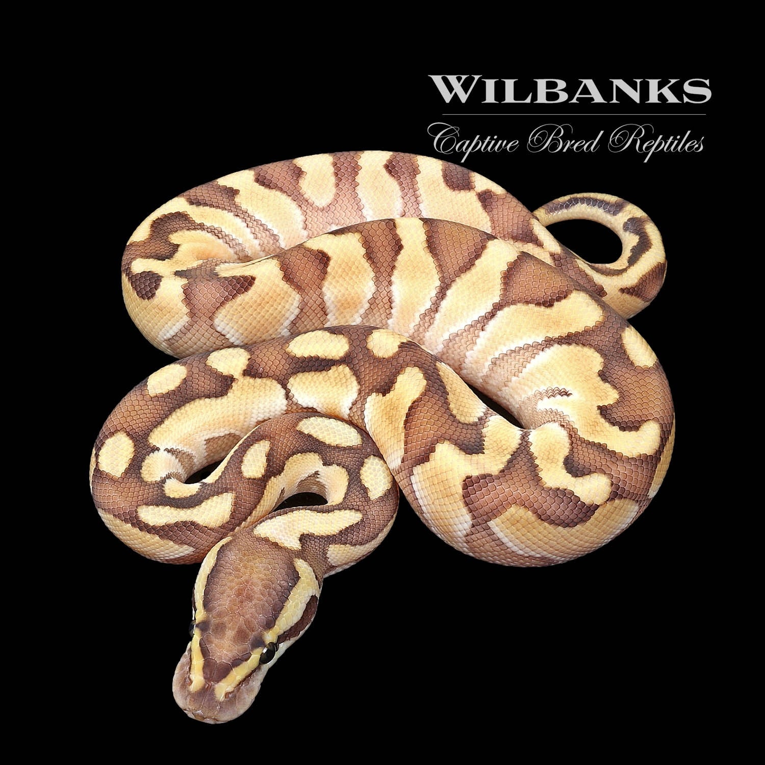Butter Enchi 100% Het. Clown Ball Python by Wilbanks Captive Bred ...