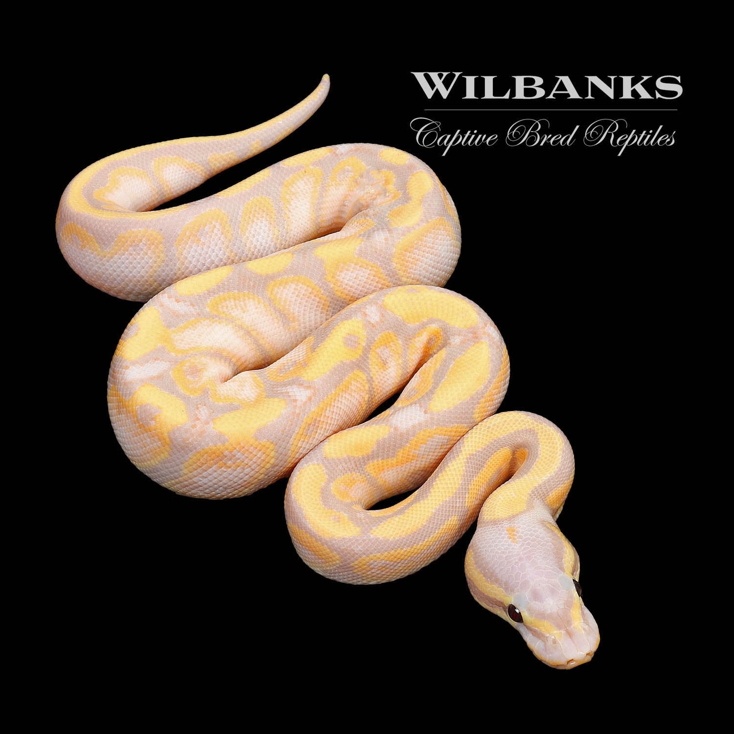 Banana Fire Ball Python by Wilbanks Captive Bred Reptiles - MorphMarket