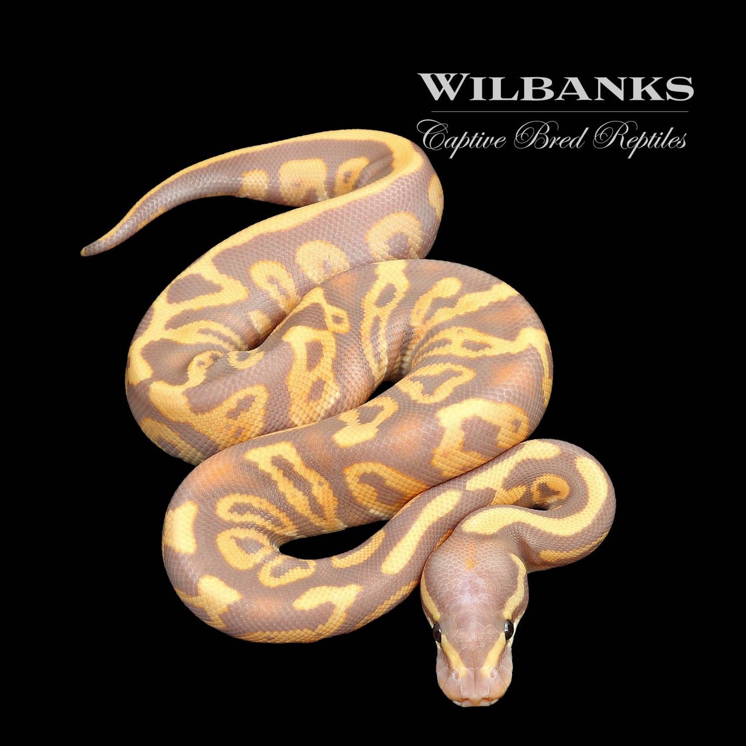 Banana Leopard Yellow Belly Ball Python by Wilbanks Captive Bred ...