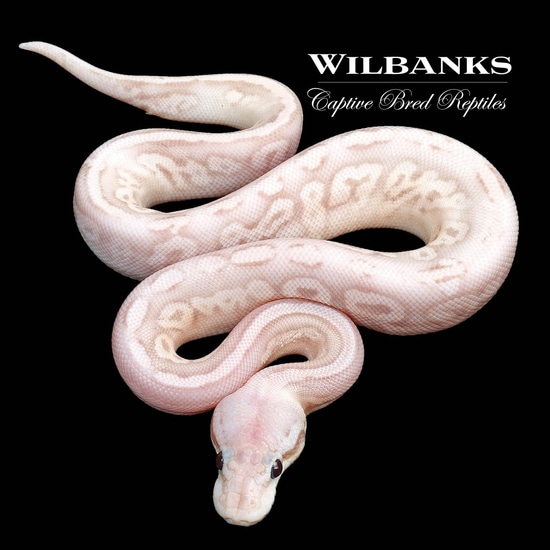Banana Pewter Fire Ball Python by Wilbanks Captive Bred Reptiles