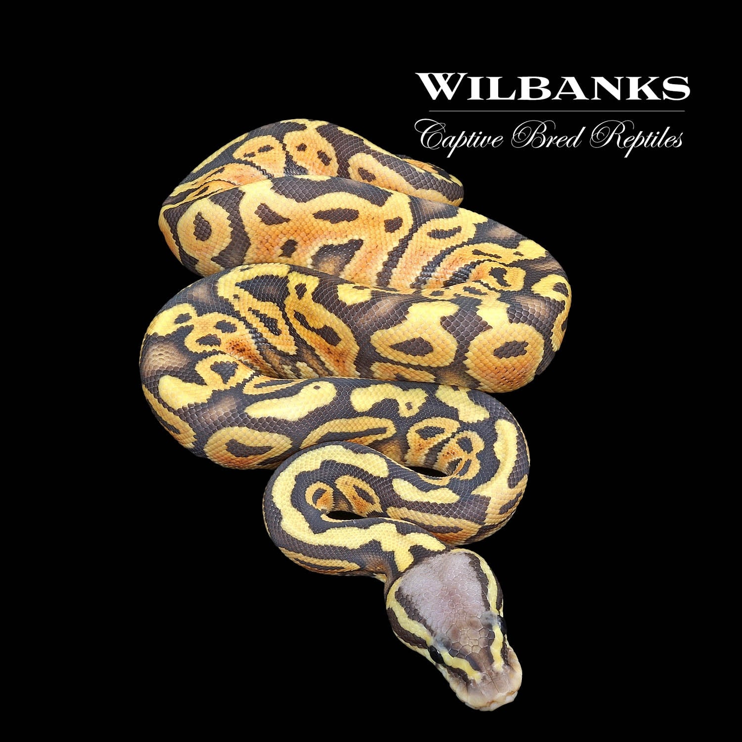 Pastel Ghost Ball Python by Wilbanks Captive Bred Reptiles - MorphMarket