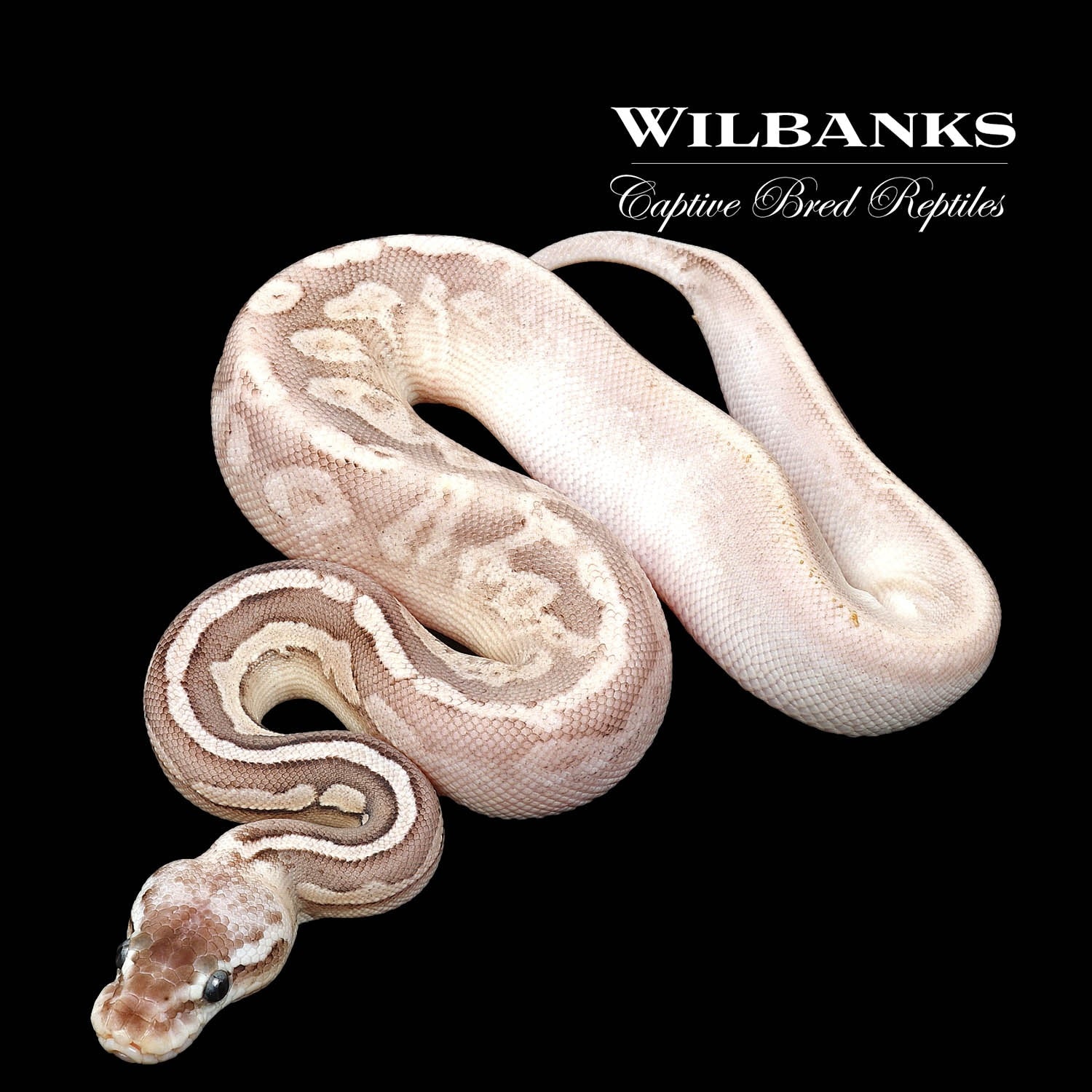 Pewter Sugar Ball Python by Wilbanks Captive Bred Reptiles - MorphMarket