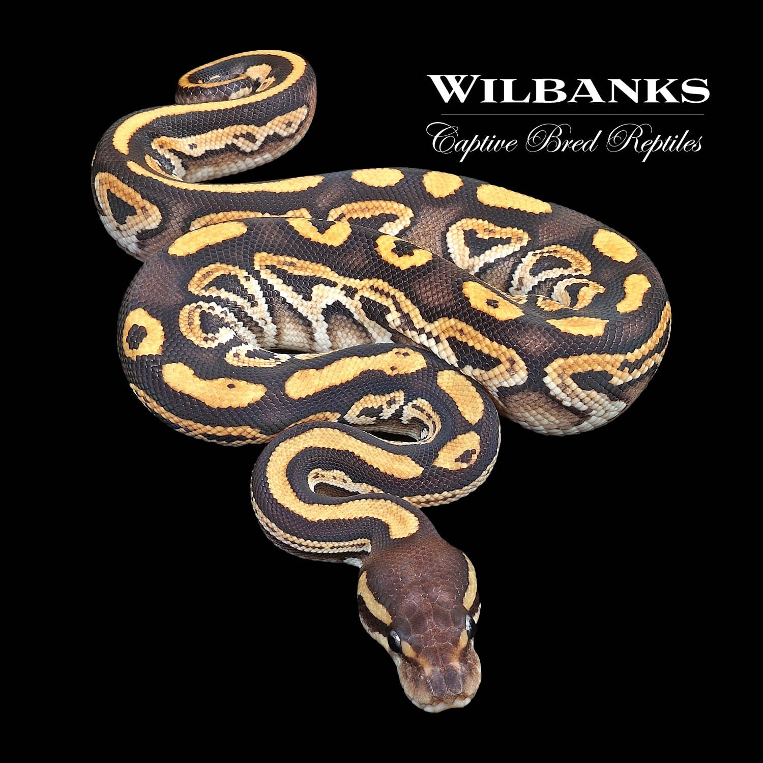 Black Pastel Mojave Ball Python by Wilbanks Captive Bred Reptiles ...