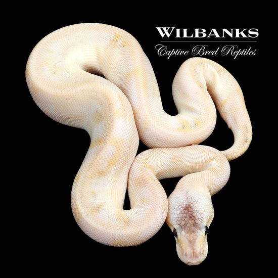 Pastel Champagne Ball Python by Wilbanks Captive Bred Reptiles