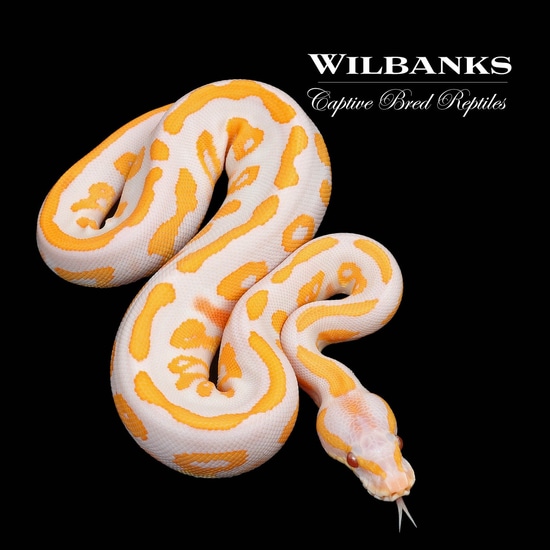 Lavender Leopard Blackhead Ball Python by Wilbanks Captive Bred Reptiles