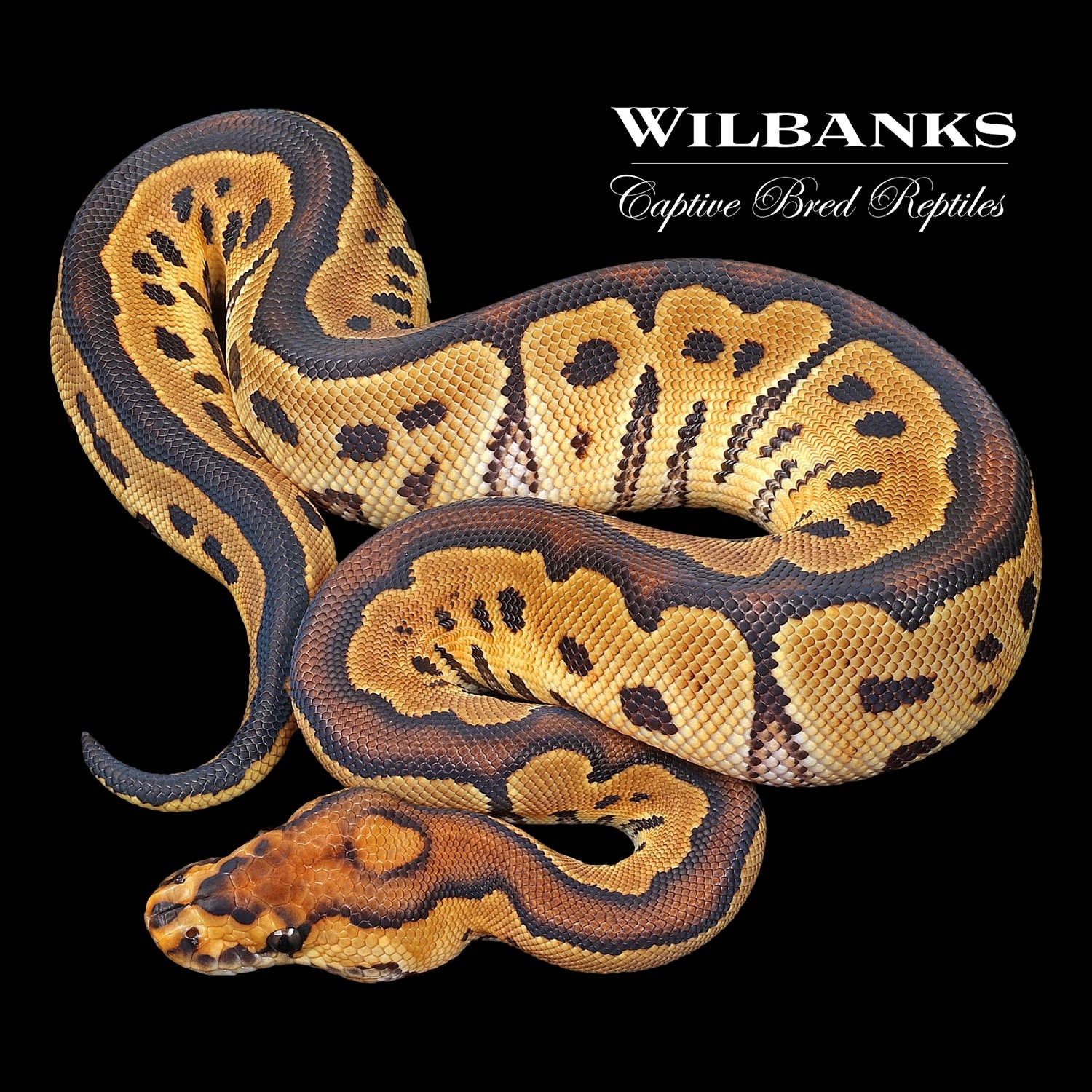 Clown Ball Python by Wilbanks Captive Bred Reptiles - MorphMarket