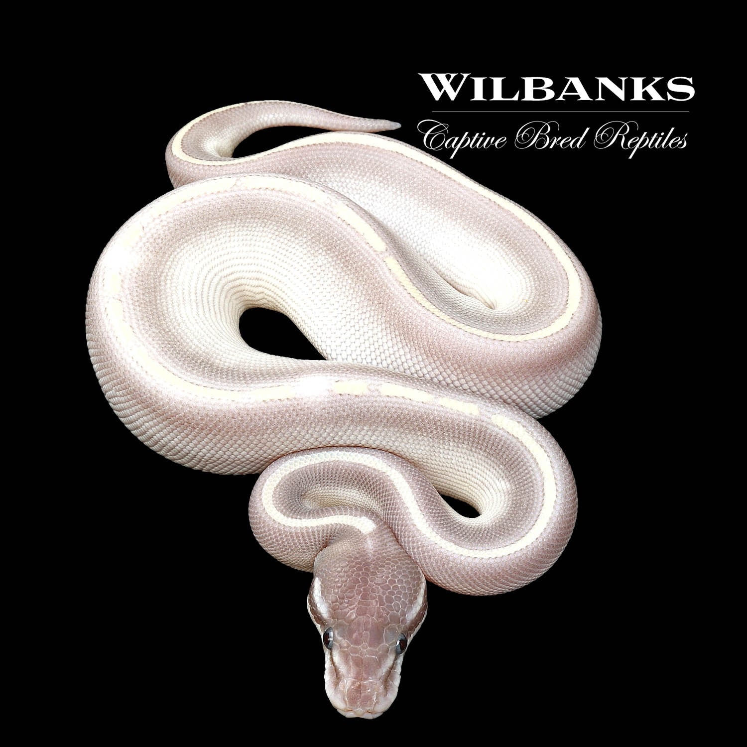 Purple Passion Ball Python by Wilbanks Captive Bred Reptiles - MorphMarket